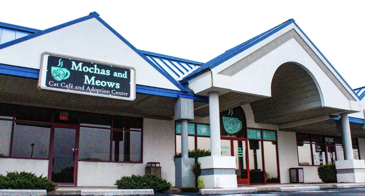 Branson’s Mochas and Meows expanding, aims to be the purrr-fect place ...