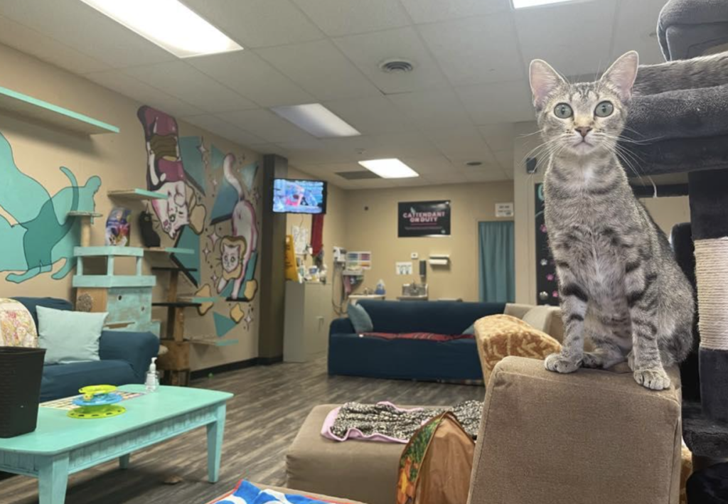 Branson’s Mochas and Meows expanding, aims to be the purrr-fect place ...