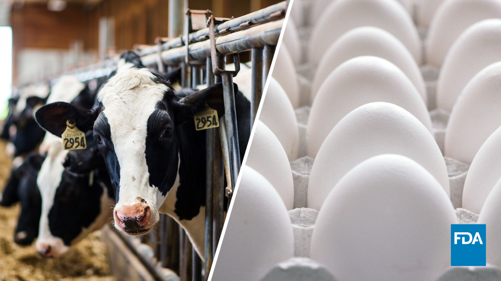 CDC monitors bird flu as rare human case sparks concerns - The ...